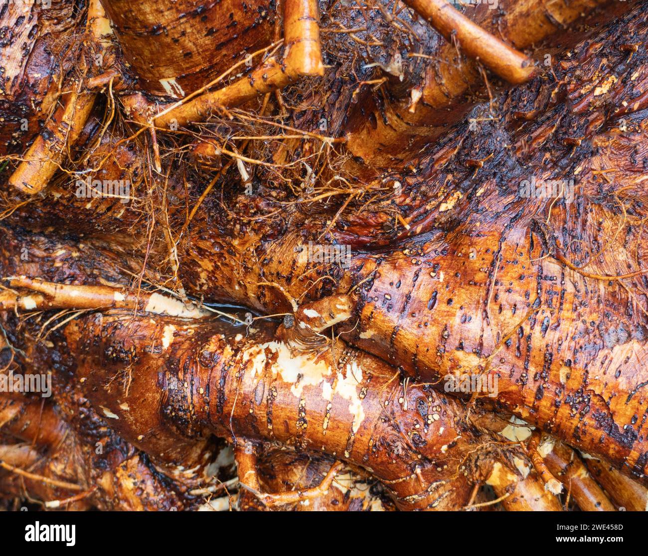 Tree root texture hi-res stock photography and images - Alamy