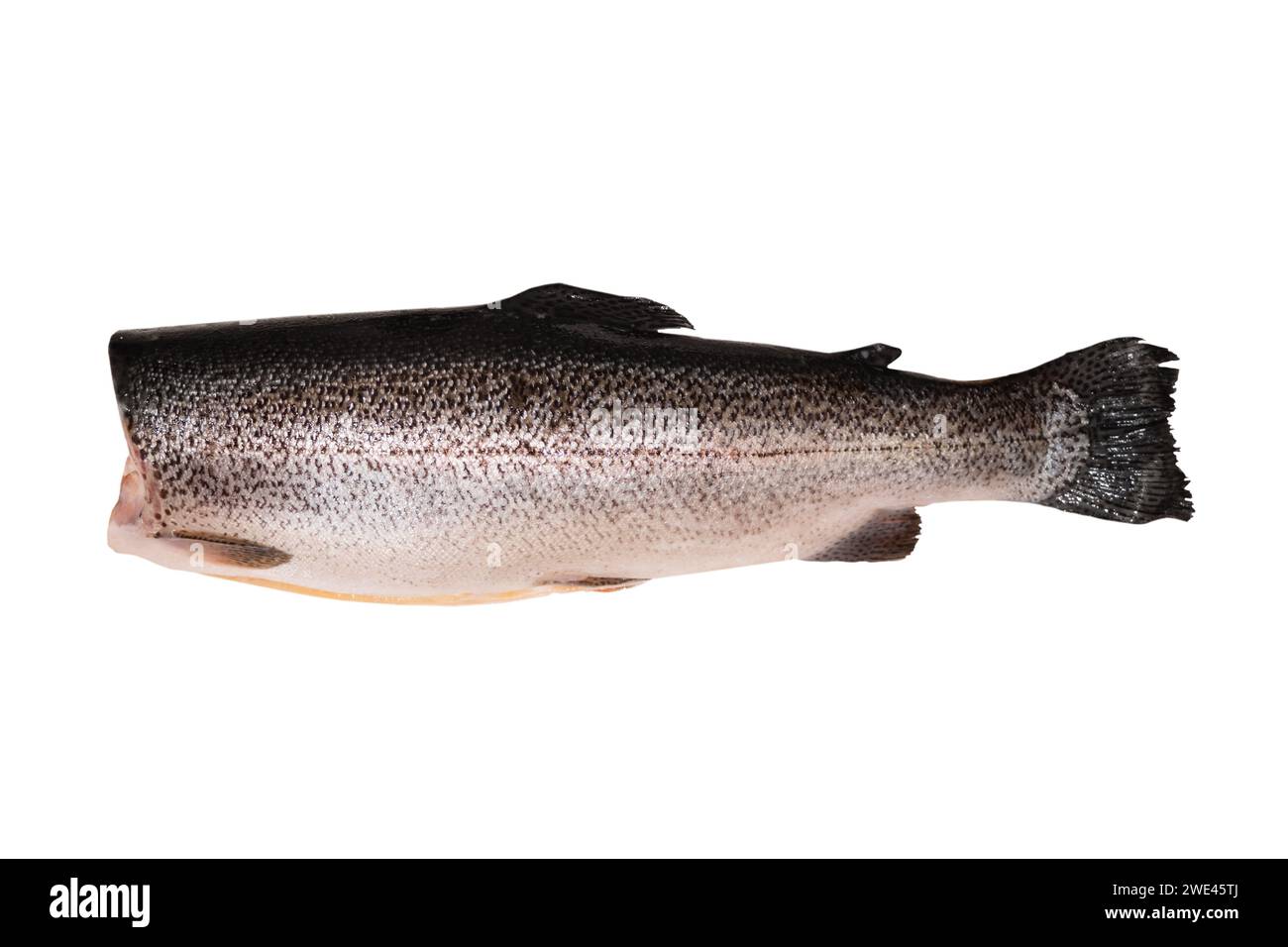 Trout fish without head isolated on white background. Fresh wild trout ...