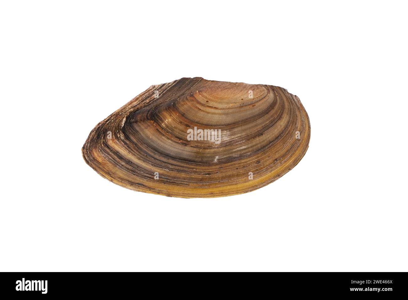 Mold shell isolated on white background. Shell of mussel isolated Stock ...