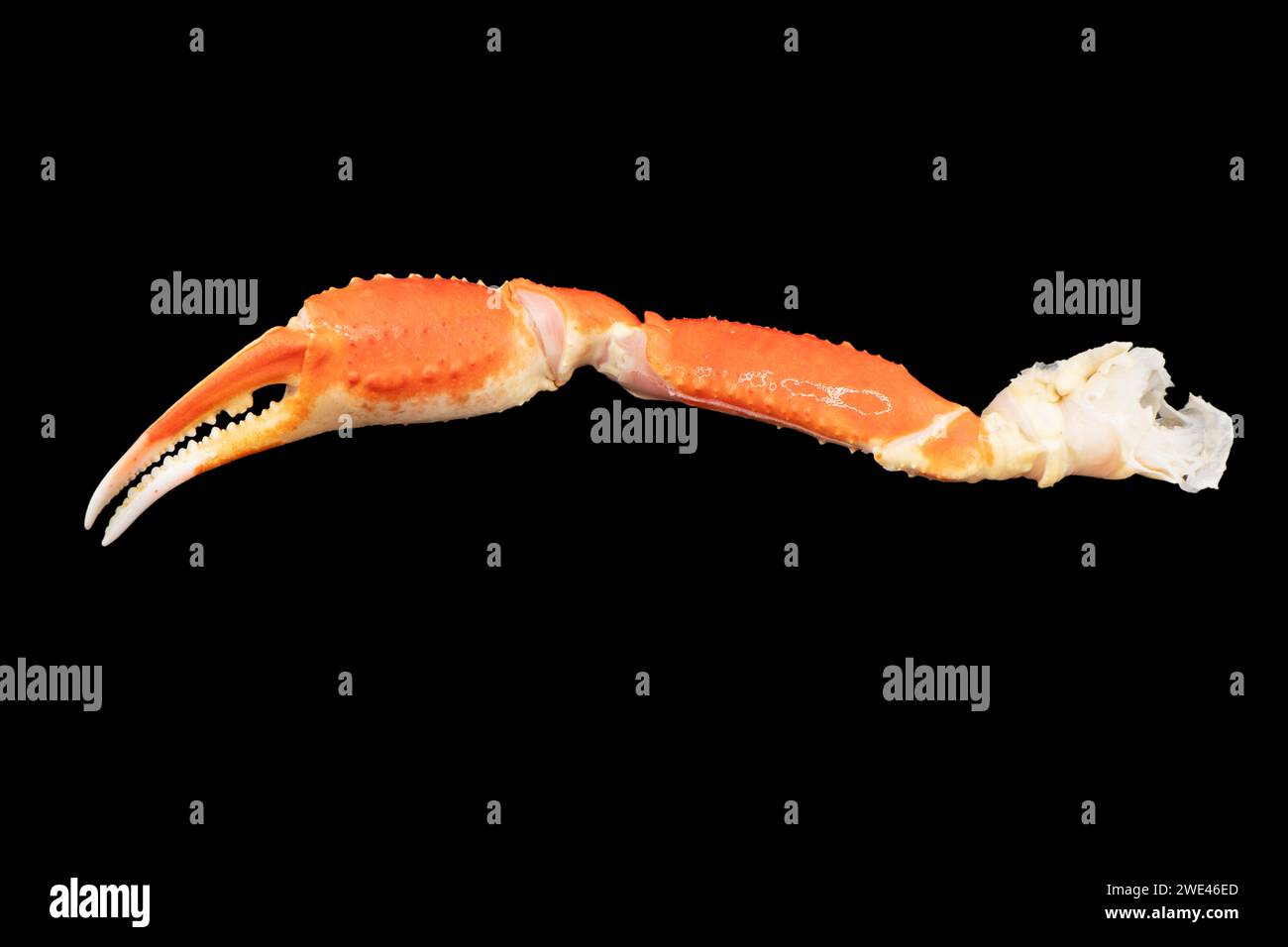 Cooked Peruvian Southern King crab leg isolated on a black background ...