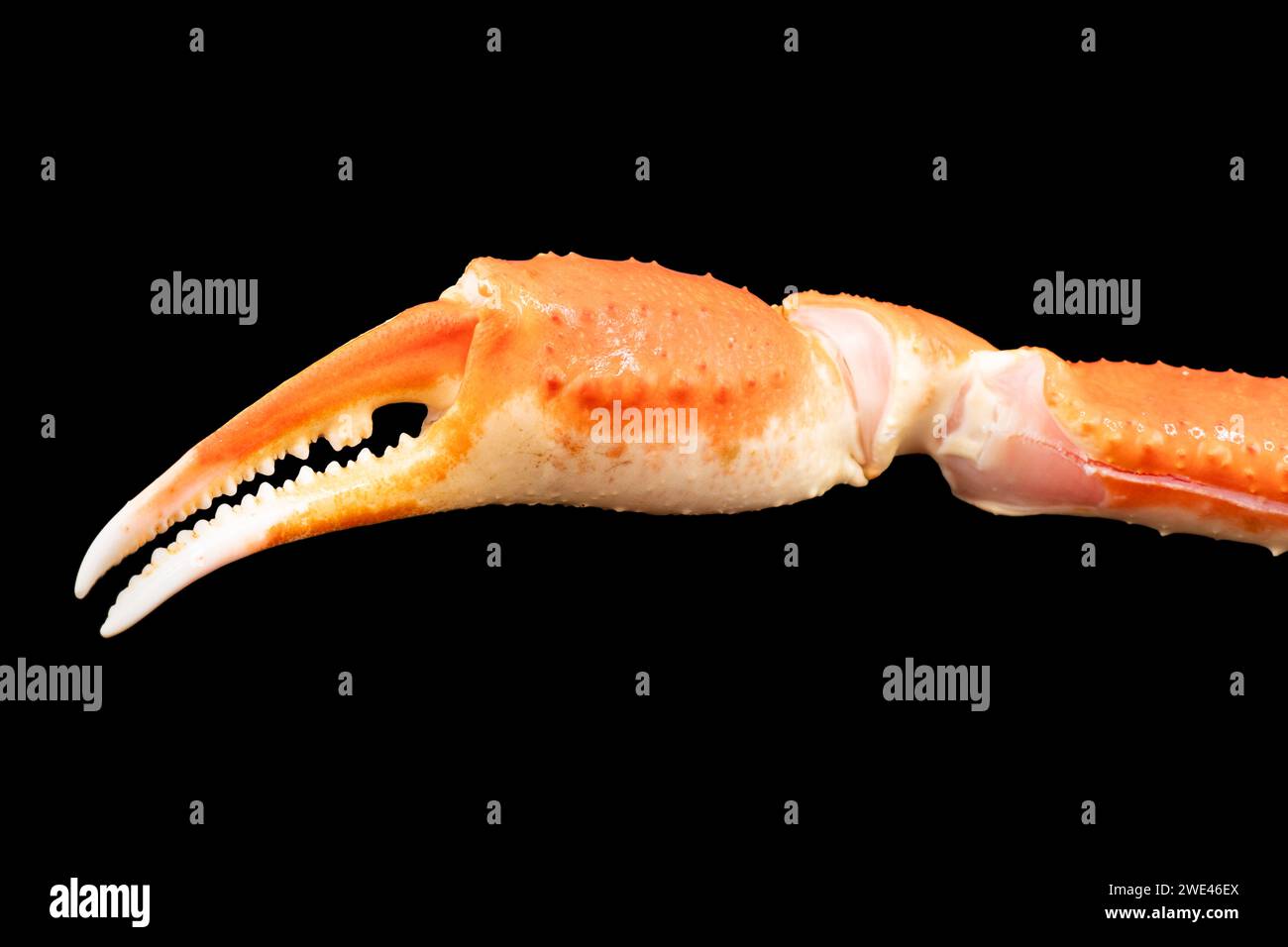 Cooked Peruvian Southern King crab leg isolated on a black background ...