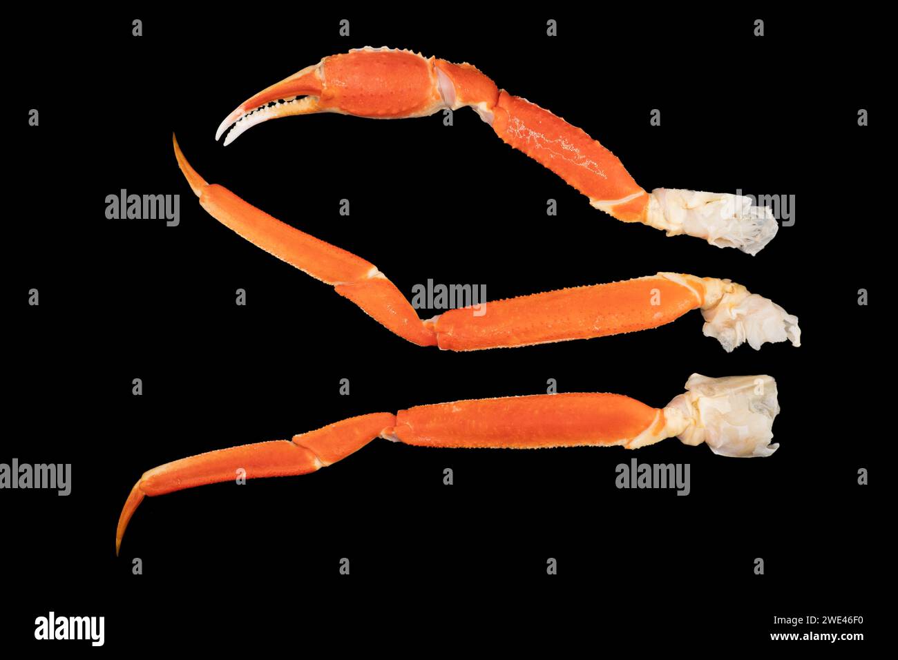 Cooked Peruvian Southern King crab leg isolated on a black background ...