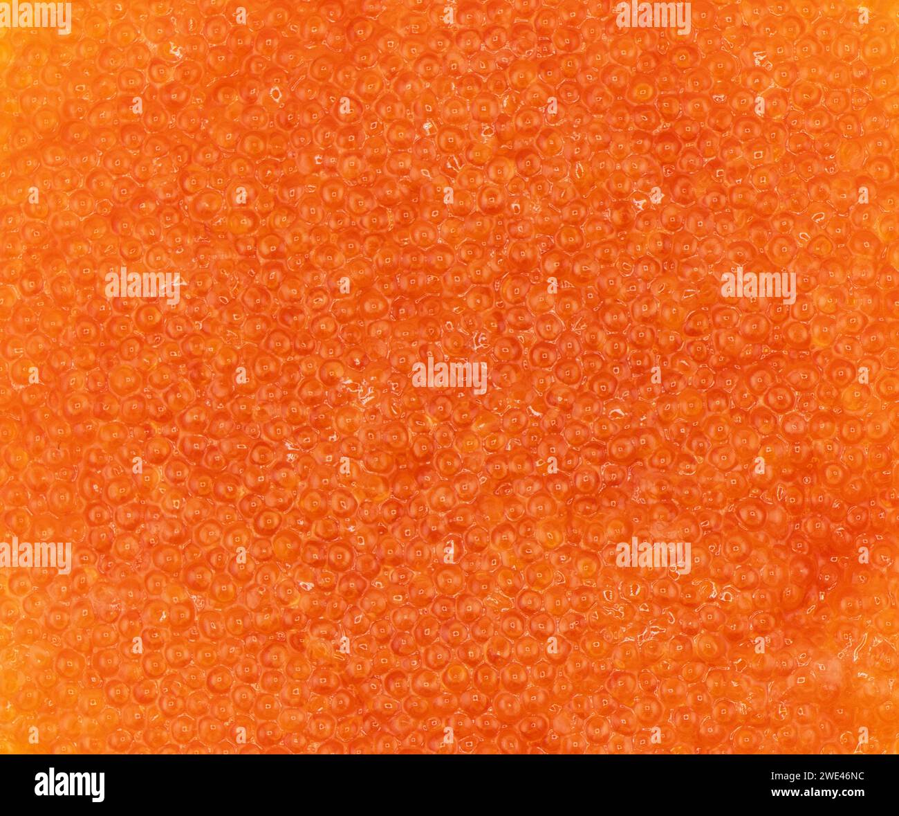 Background texture of salmon fish red caviar. Trout caviar texture ...