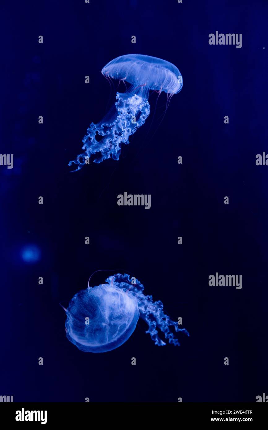 Big aquarium with jellyfish or meduses in the neon light in new opened ...