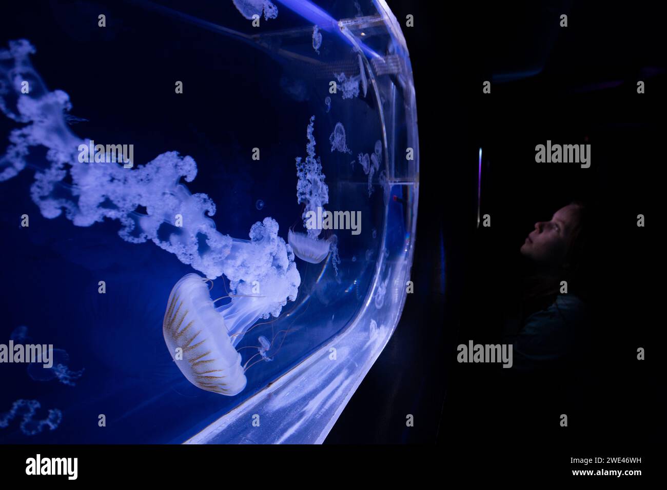Big aquarium with jellyfish or meduses in the neon light in new opened ...