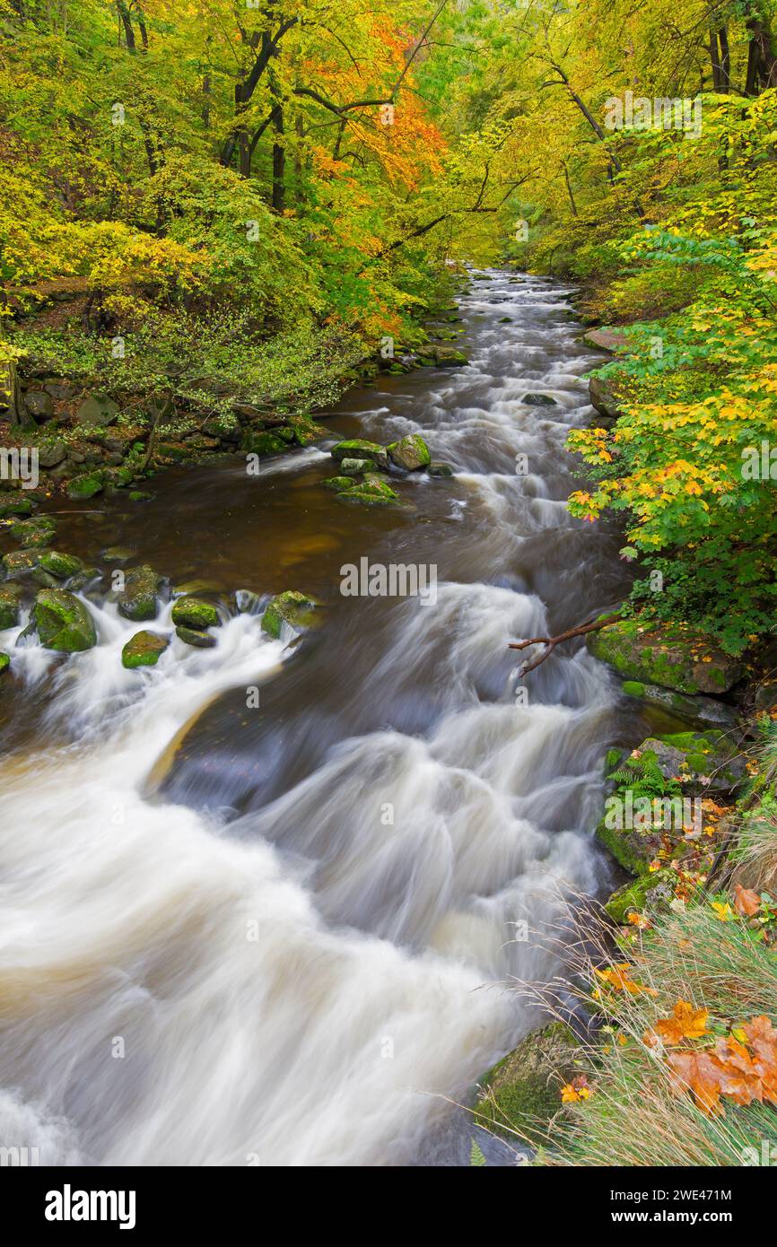 River Bode running through forest showing autumn colours / fall colors ...