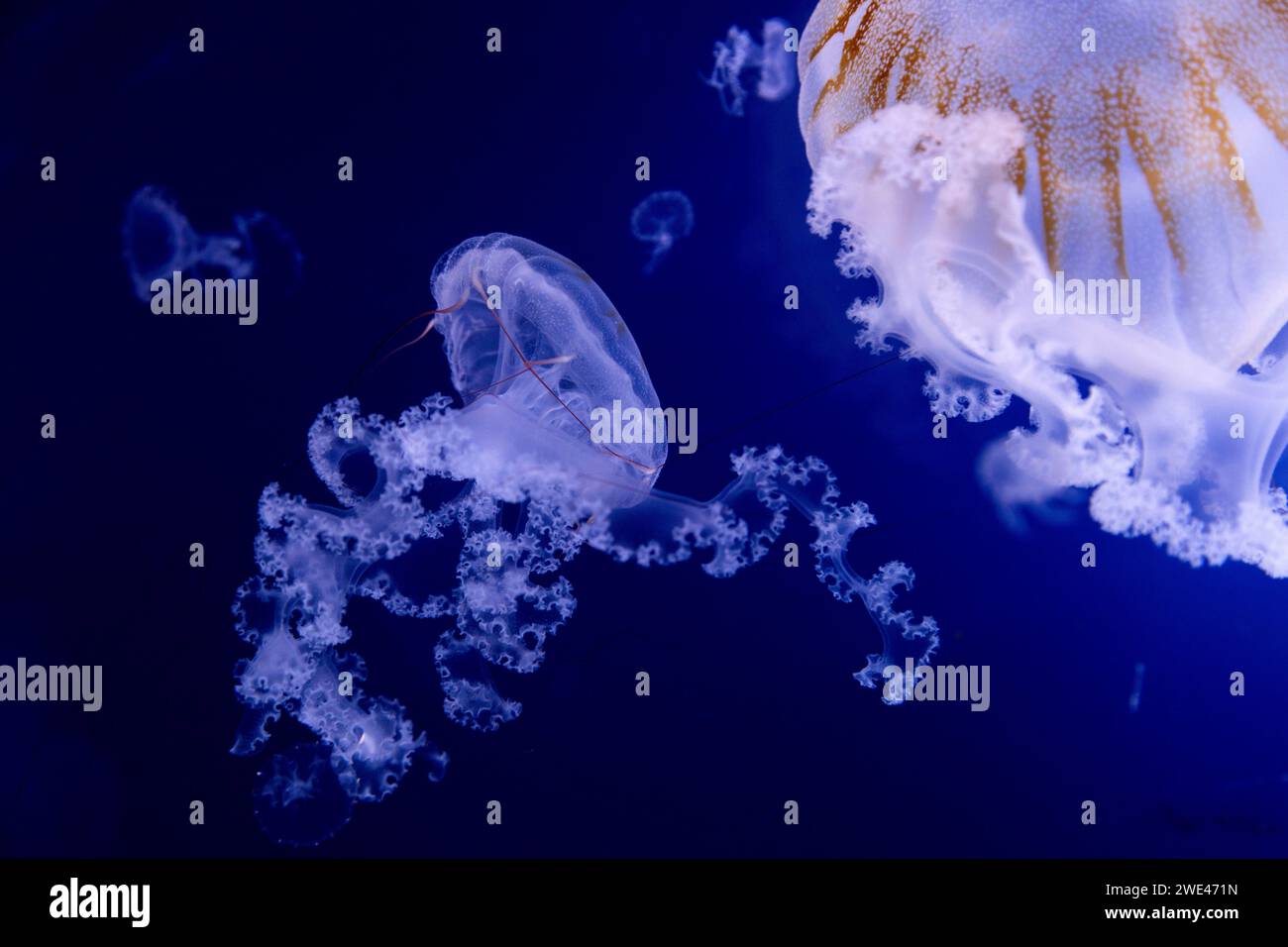 Big aquarium with jellyfish or meduses in the neon light in new opened ...