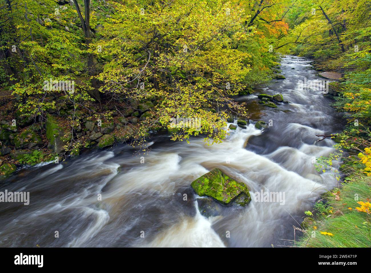 River Bode running through forest showing autumn colours / fall colors ...