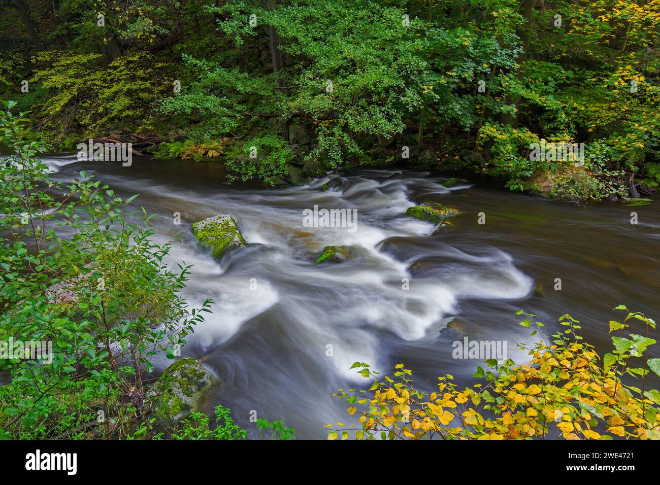 River Bode running through forest showing autumn colours / fall colors ...