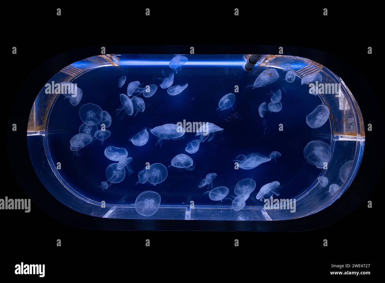 Big aquarium with jellyfish or meduses in the neon light in new opened ...