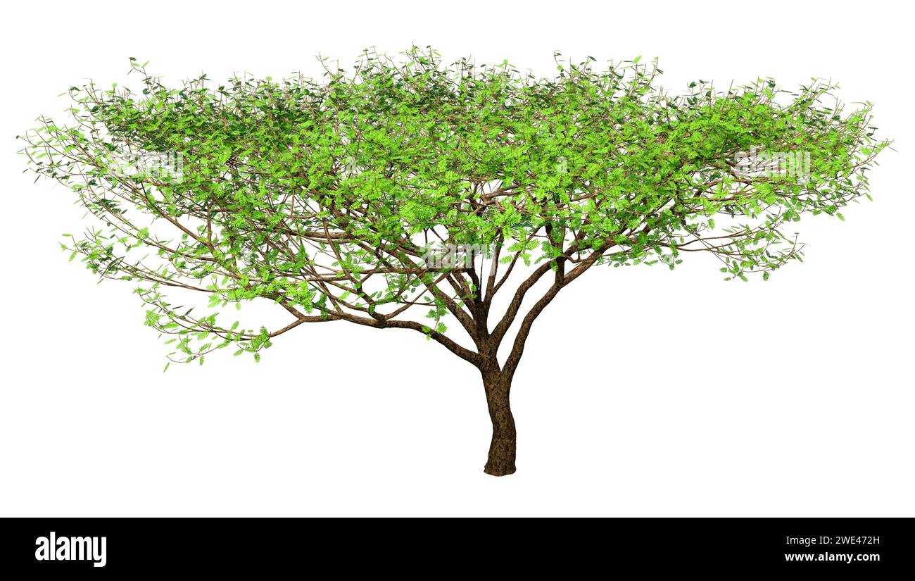 3D rendering of a green acacia tree isolated on white background Stock ...