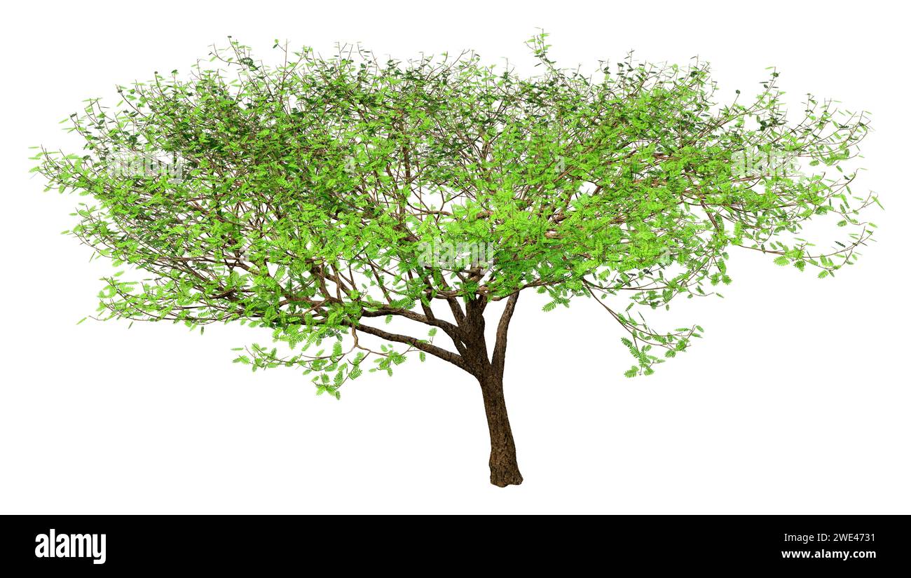 3D rendering of a green acacia tree isolated on white background Stock ...