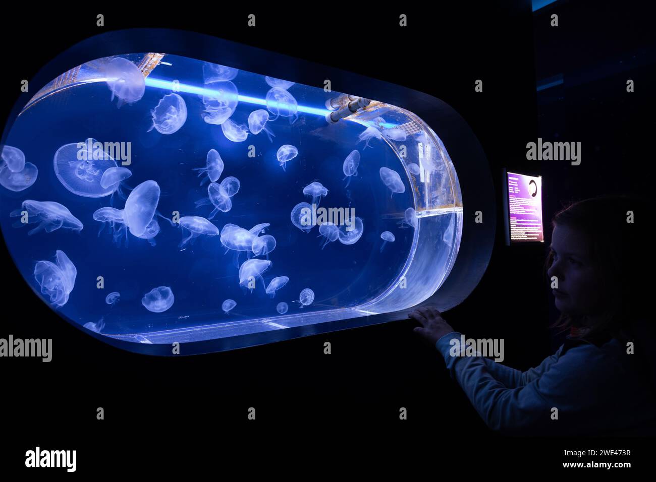 Big aquarium with jellyfish or meduses in the neon light in new opened ...