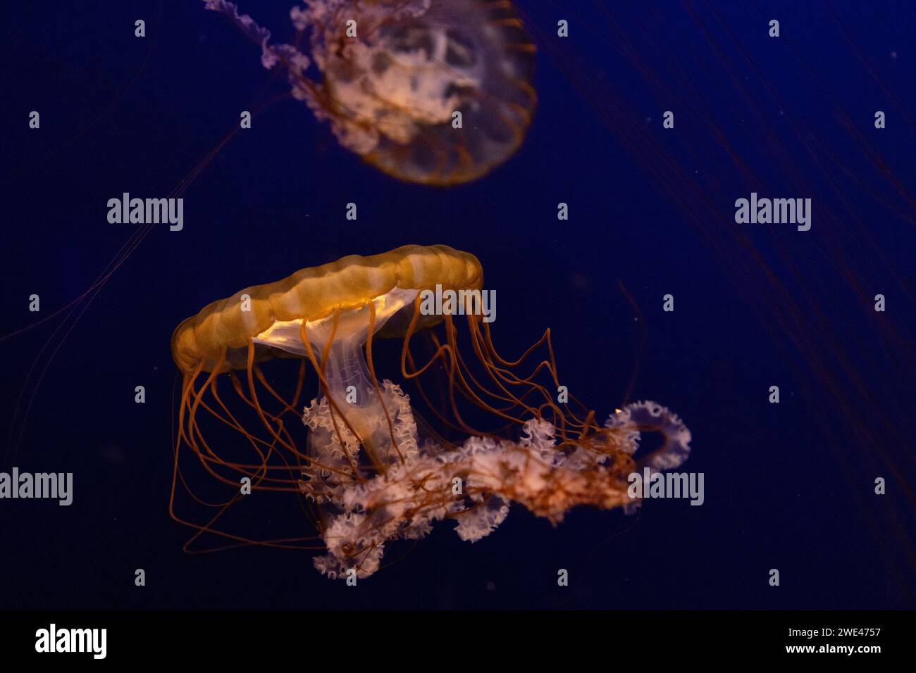 Big aquarium with jellyfish or meduses in the neon light in new opened ...