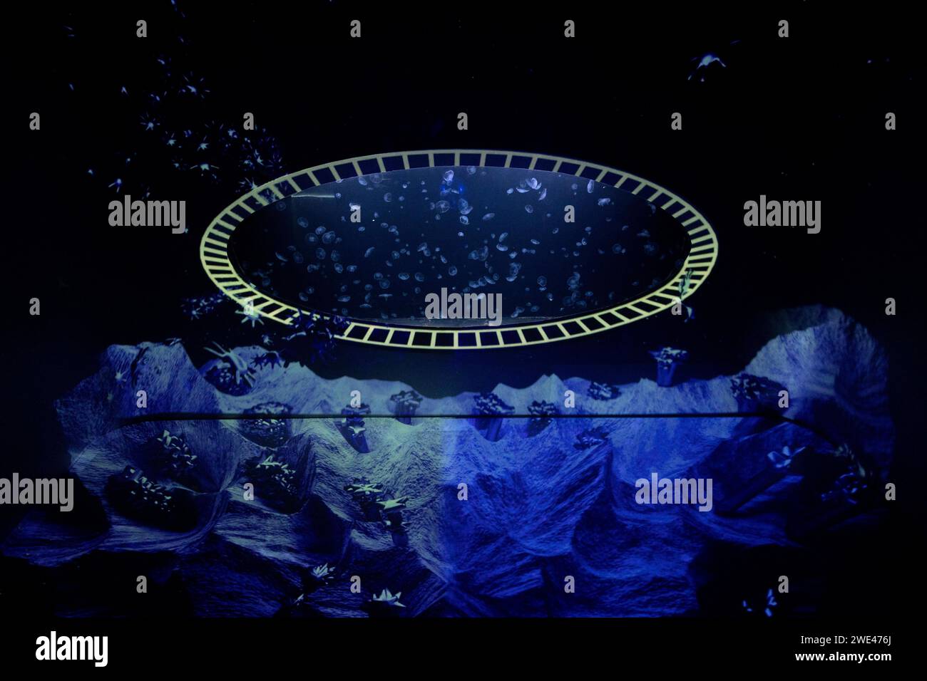 Big aquarium with jellyfish or meduses in the neon light in new opened ...