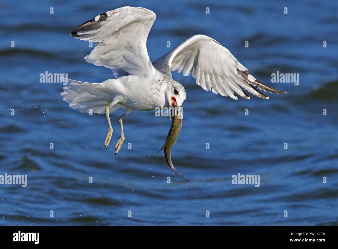 Common gull / sea mew (Larus canus) with big fish in beak flying over ...