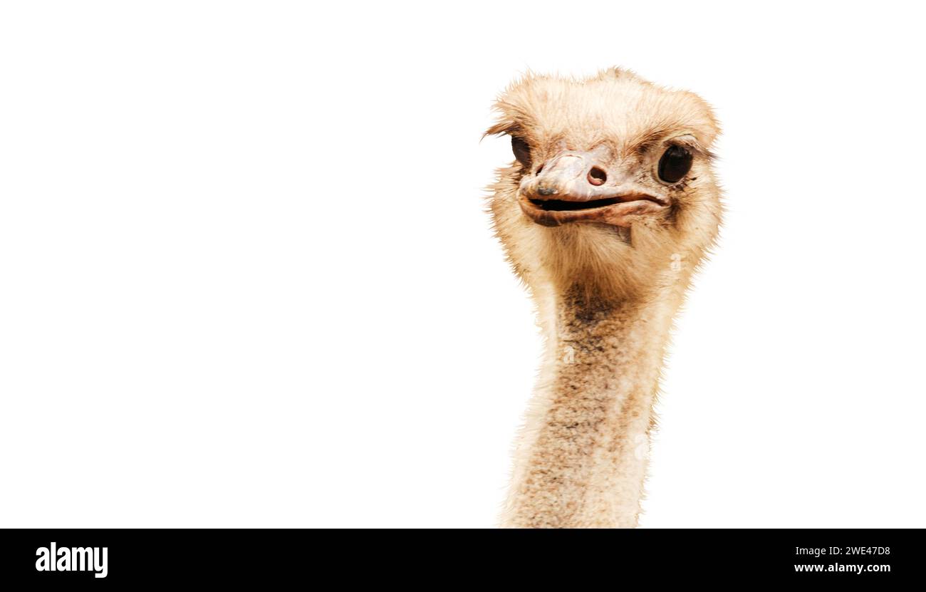 An ostrich head with a quirky expression against a stark white ...