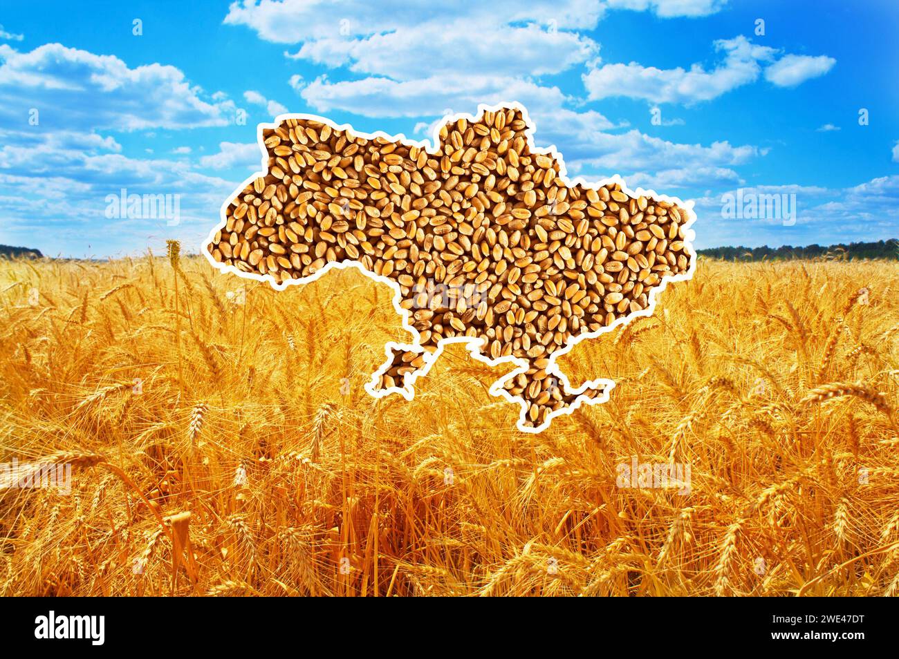 Map of Ukraine from wheat grain. Wheat against a beautiful sky with ...