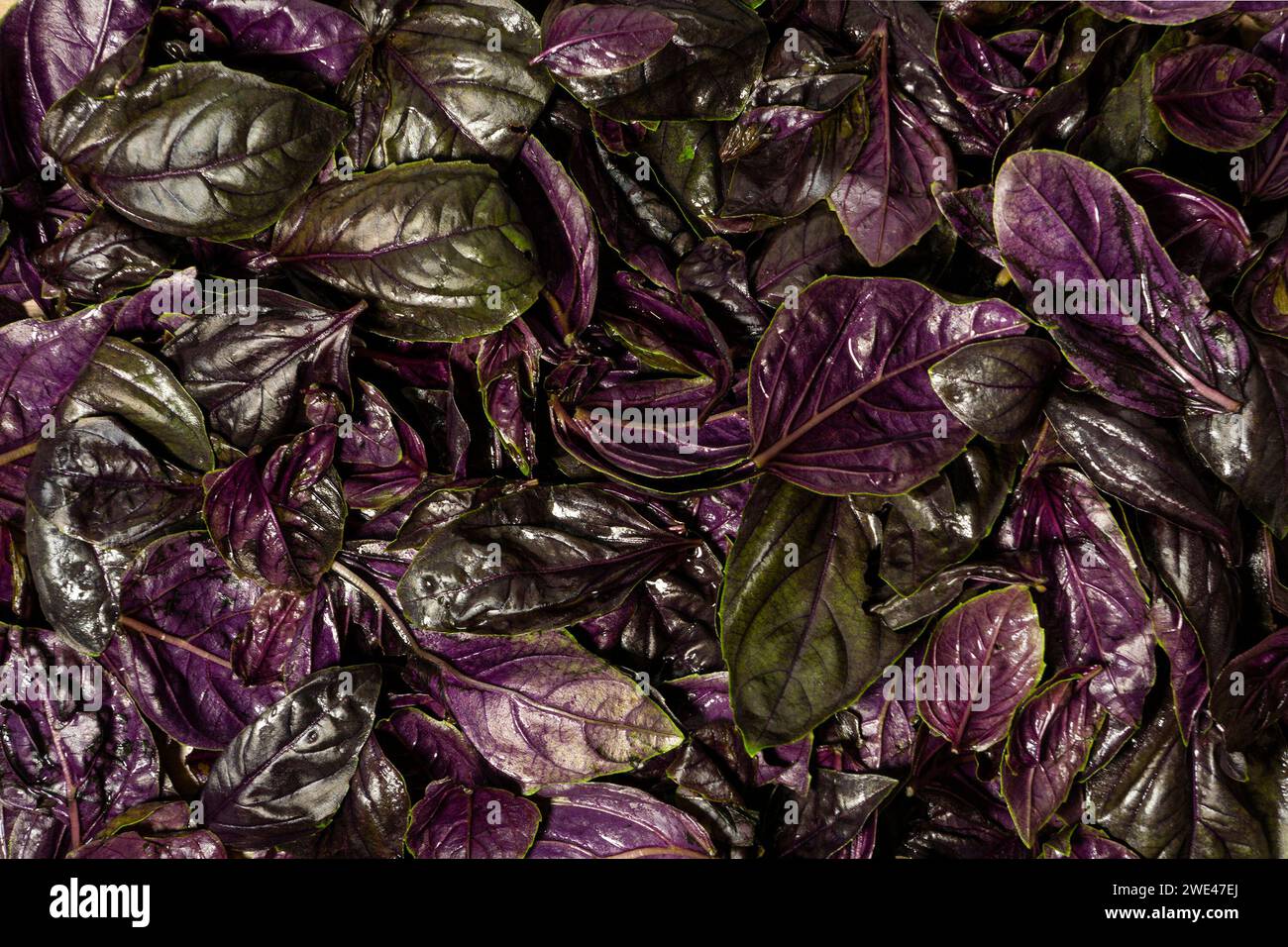 Purple basil. Basil background. Basil- fresh seasoning Stock Photo - Alamy