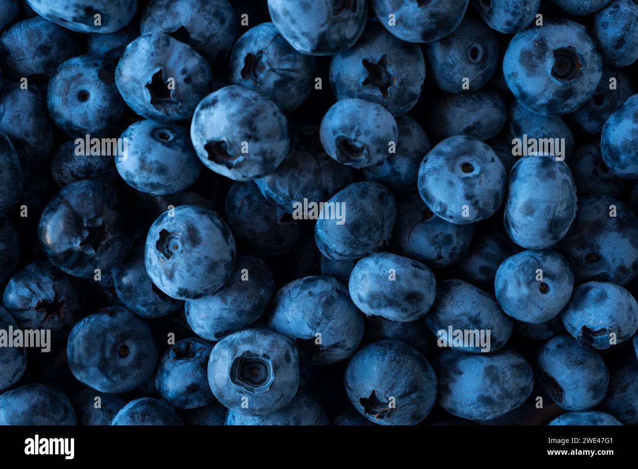 Fresh blueberry background. Texture blueberry berries close up Stock ...