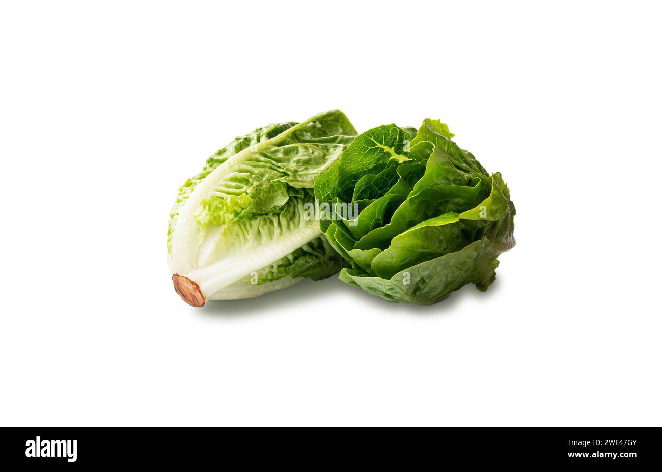 Fresh green Romaine lettuce (Lactuca sativa) isolated on a white background. Fresh green romaine ...