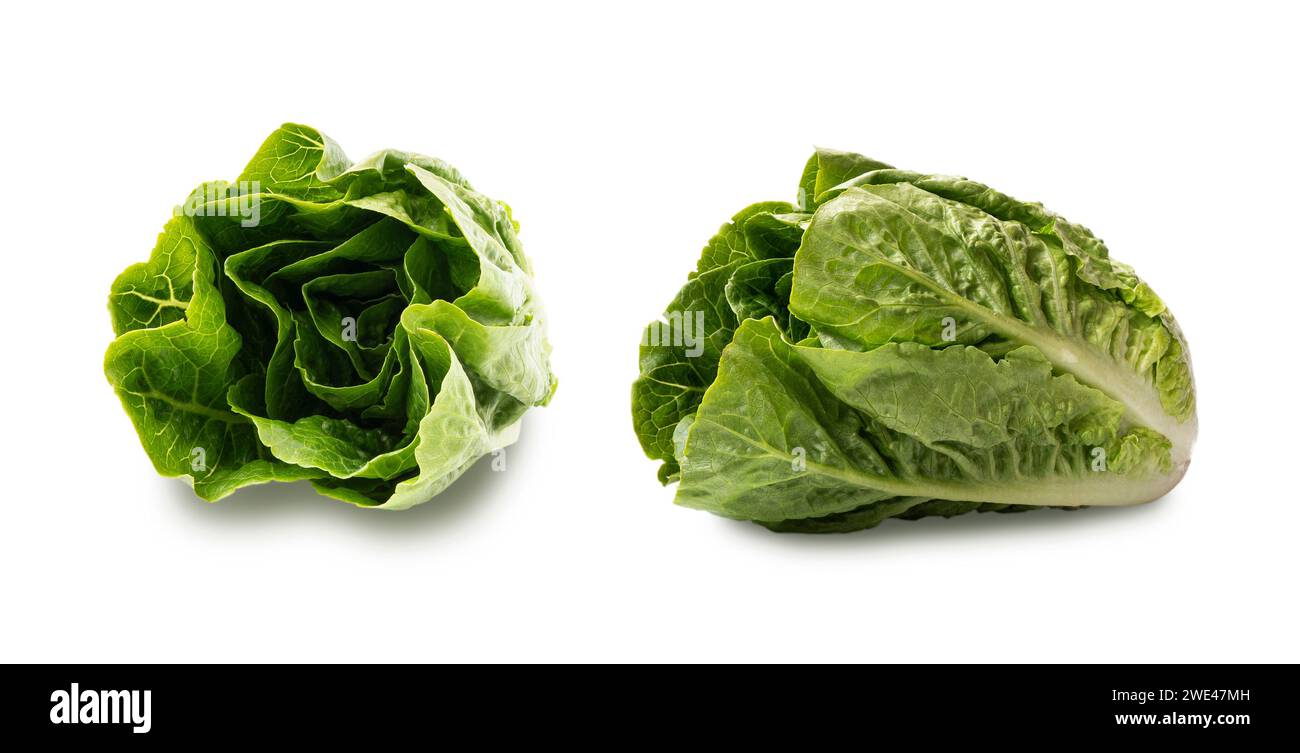 Fresh green Romaine lettuce (Lactuca sativa) isolated on a white background. Fresh green romaine ...