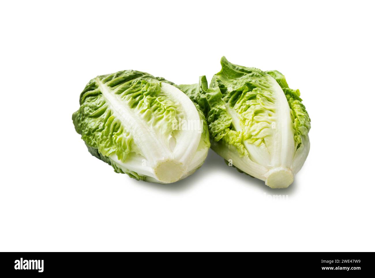 Fresh green Romaine lettuce (Lactuca sativa) isolated on a white background. Fresh green romaine ...