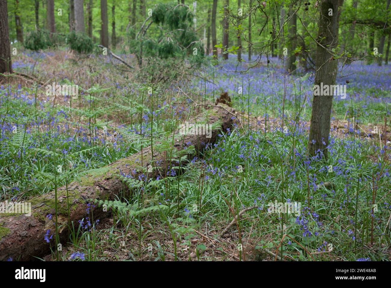 A fallen tree and bluebells during the spring in Blenheim Palace ...