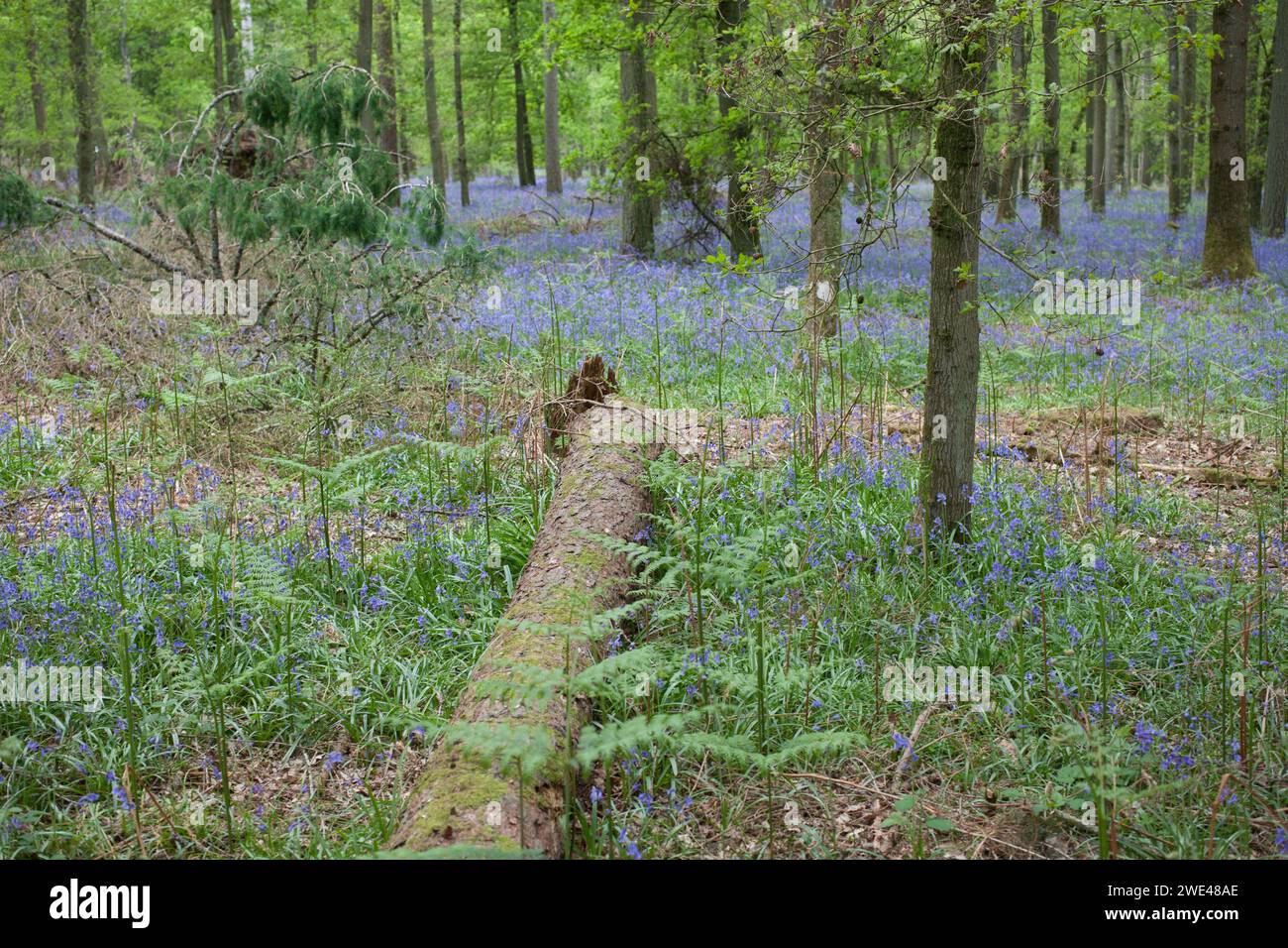 A fallen tree and bluebells during the spring in Blenheim Palace ...