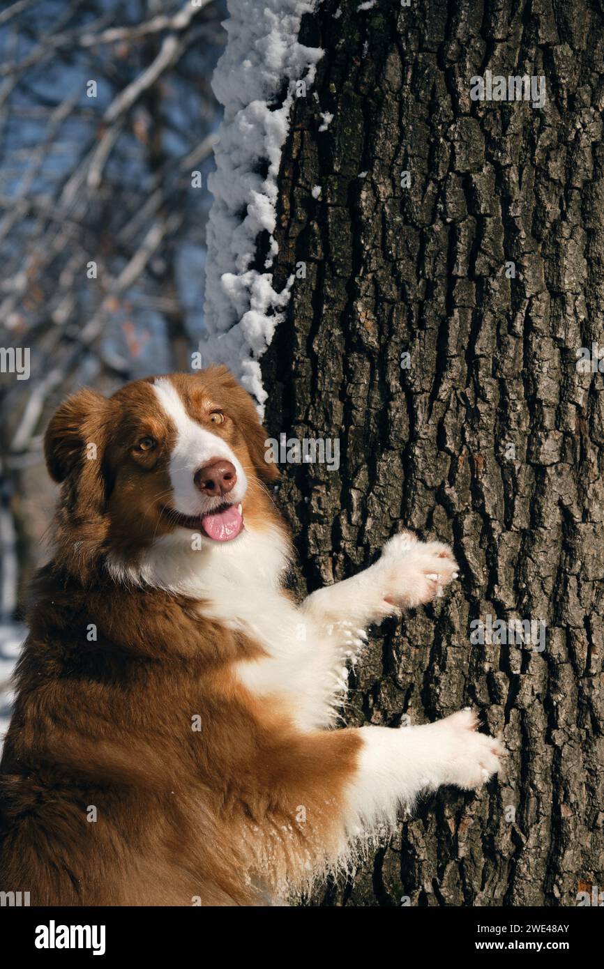 Dog in a snowy forest. Pet in the winter nature. Brown australian ...