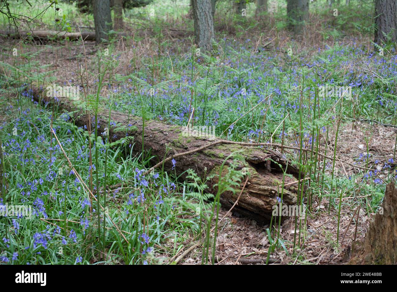 A fallen tree and bluebells during the spring in Blenheim Palace ...