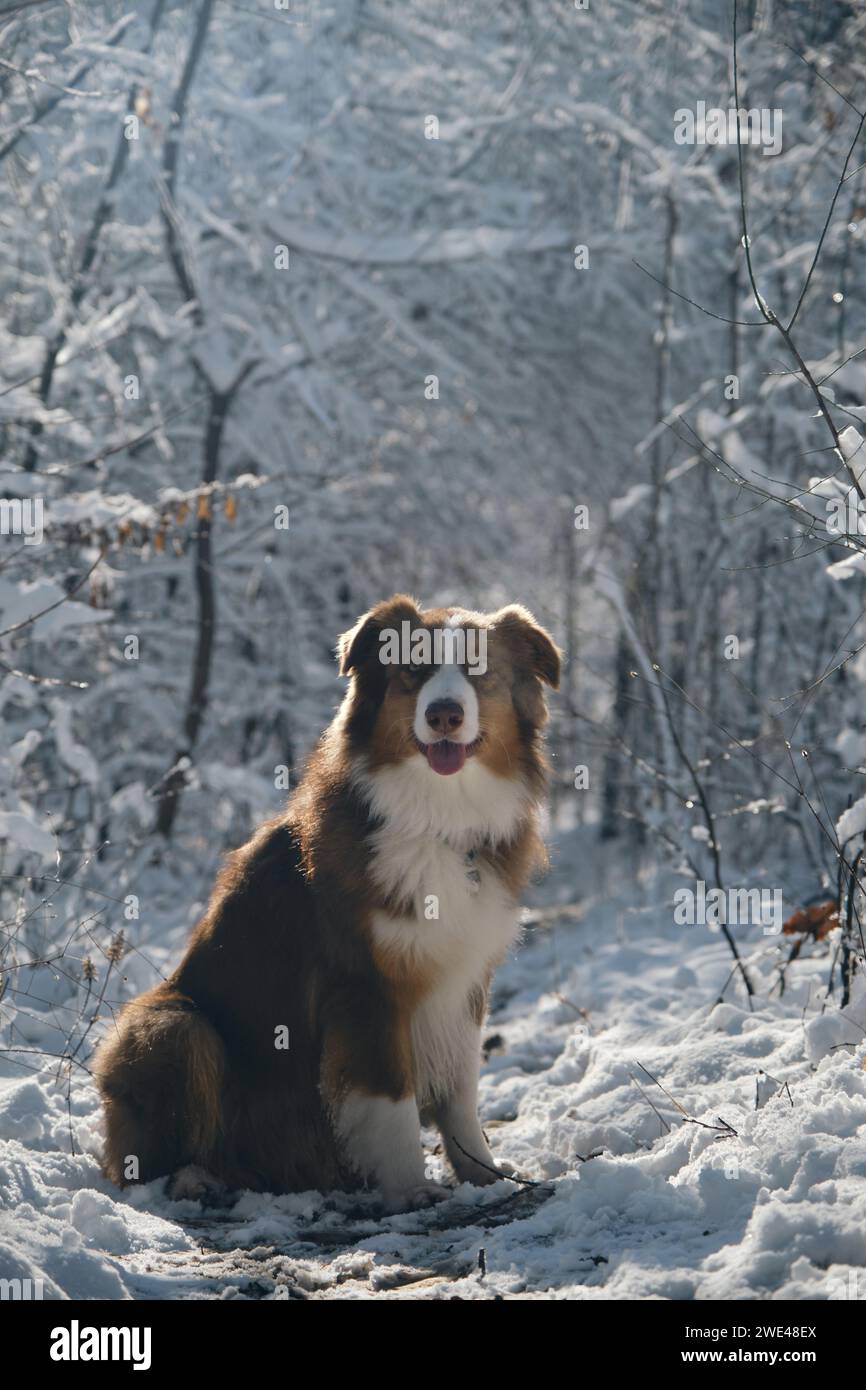 Dog in a snowy forest. Pet in the winter nature. Brown Australian ...
