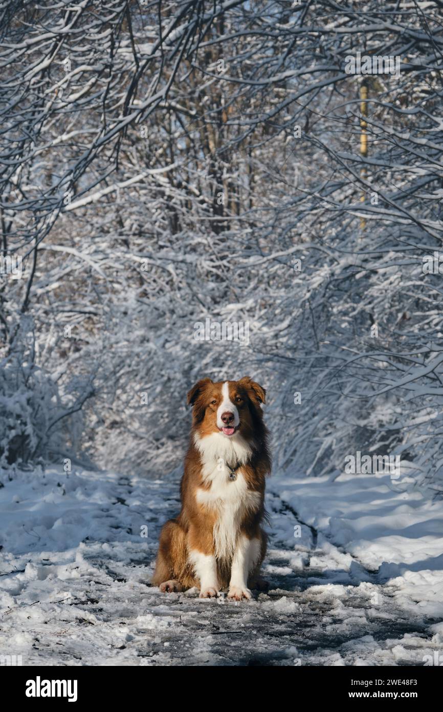 Dog in a snowy forest. Pet in the winter nature. Brown Australian ...