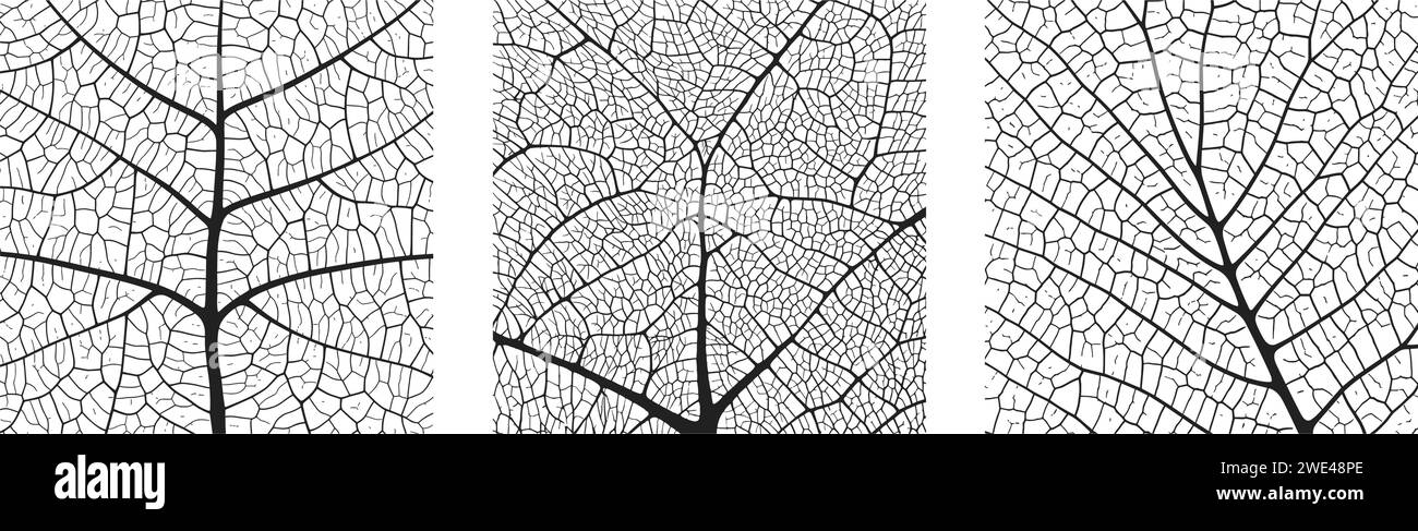 Vascular structure of leaf Stock Vector Images - Alamy