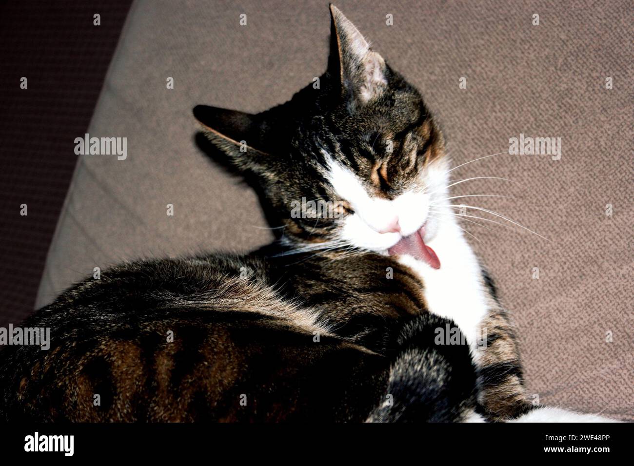 Grooming network hi-res stock photography and images - Alamy