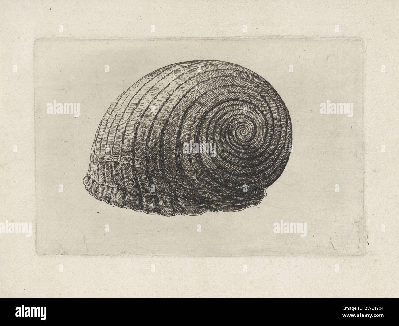 Schelp, Tonna Galea, Wenceslaus Hollar, 1644 - 1652 print Antwerp paper ...