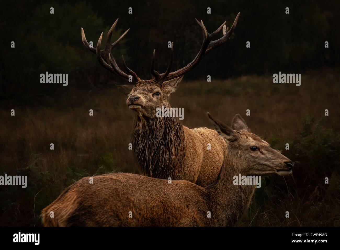 A grand stag watching over his mate in a field Stock Photo - Alamy