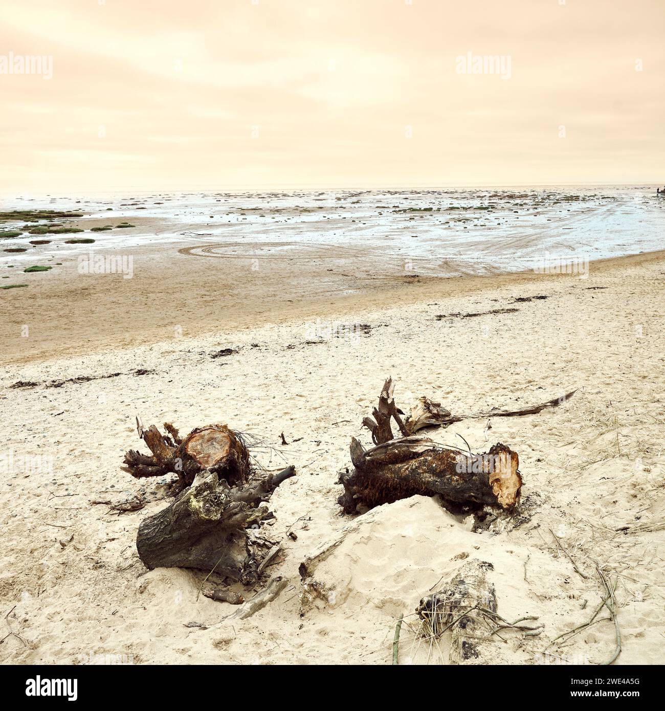 Old logs on beach hi-res stock photography and images - Alamy