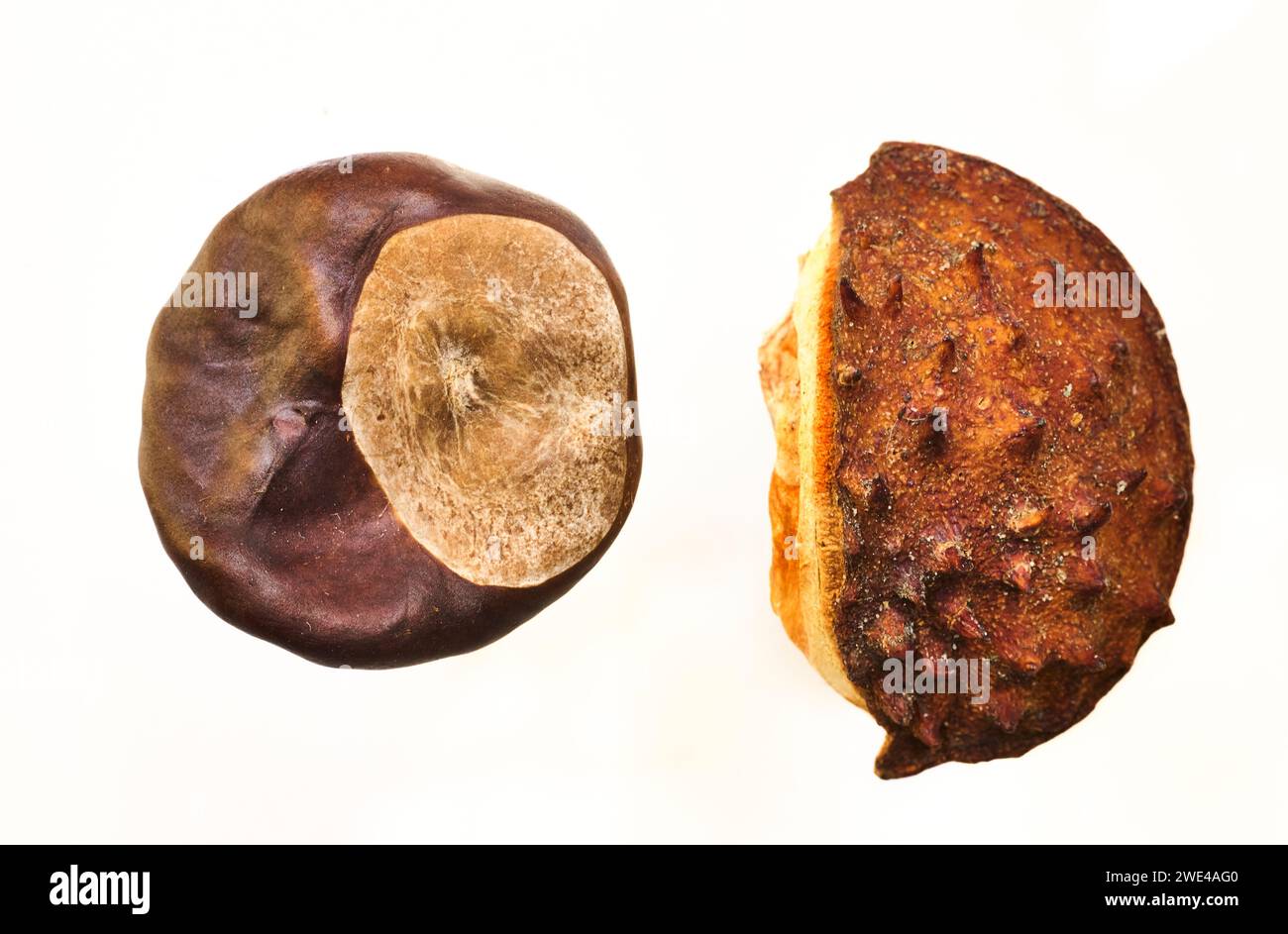 Conker and case on white background Stock Photo - Alamy