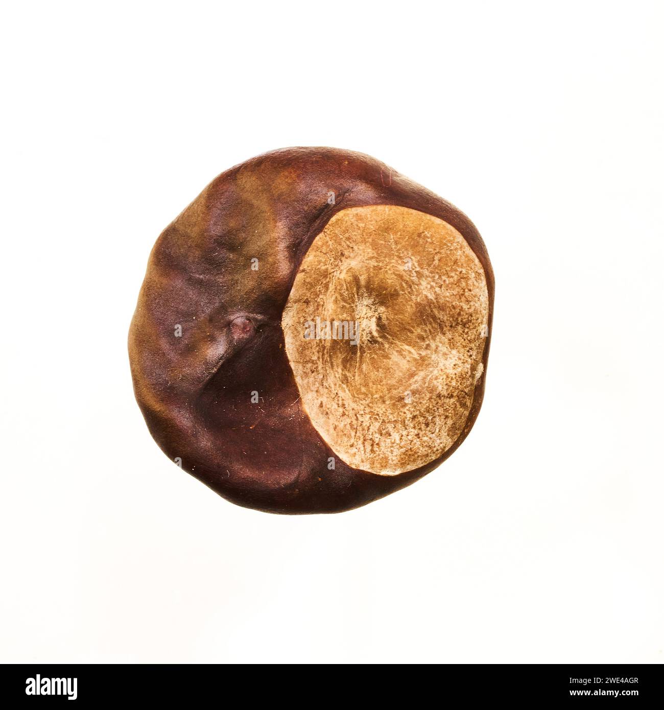 Conker on white background Stock Photo - Alamy