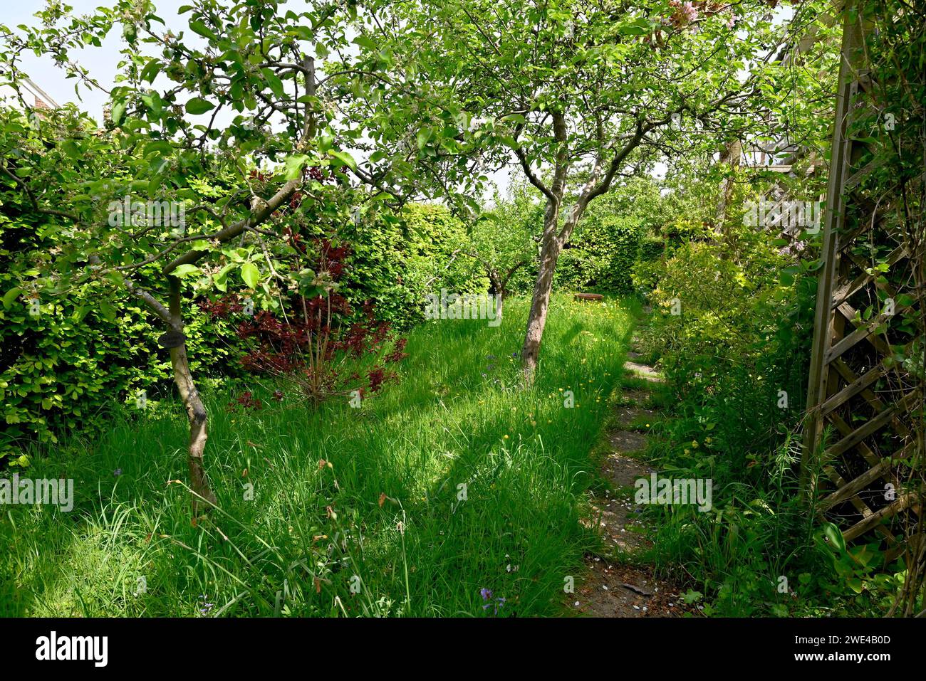 Domestic back garden - area left as a wild flower meadow, uncut grass ...