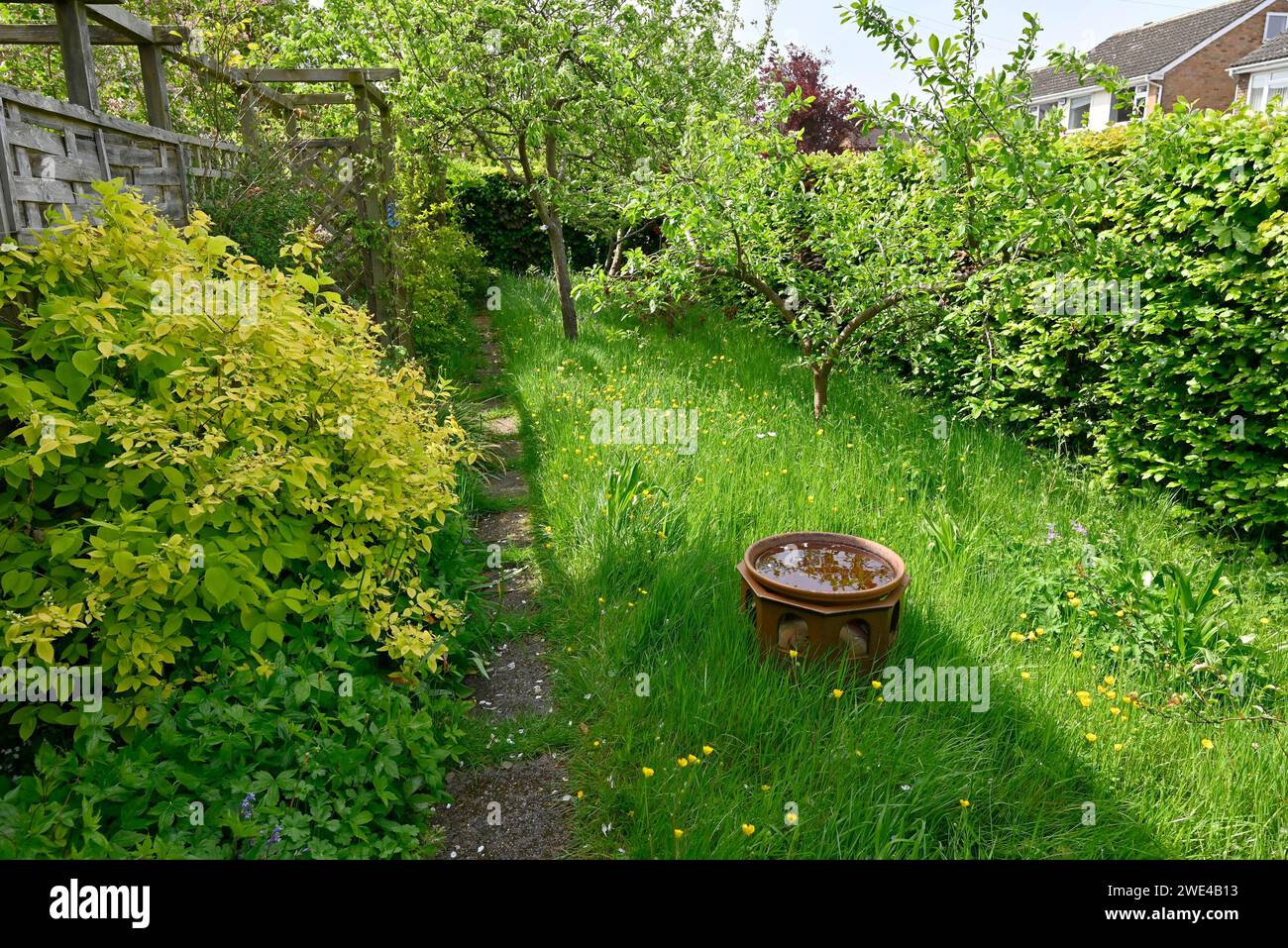 Domestic back garden - area left as a wild flower meadow, uncut grass ...