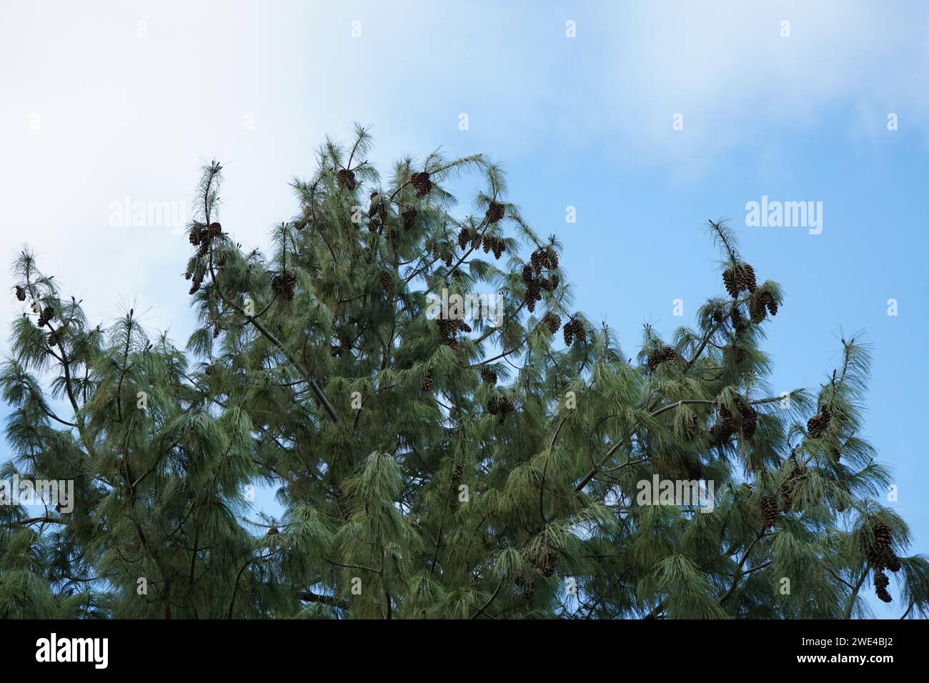 Pine, Bhutan pine, blue pine, Himalayan pine and Himalayan white pine ...