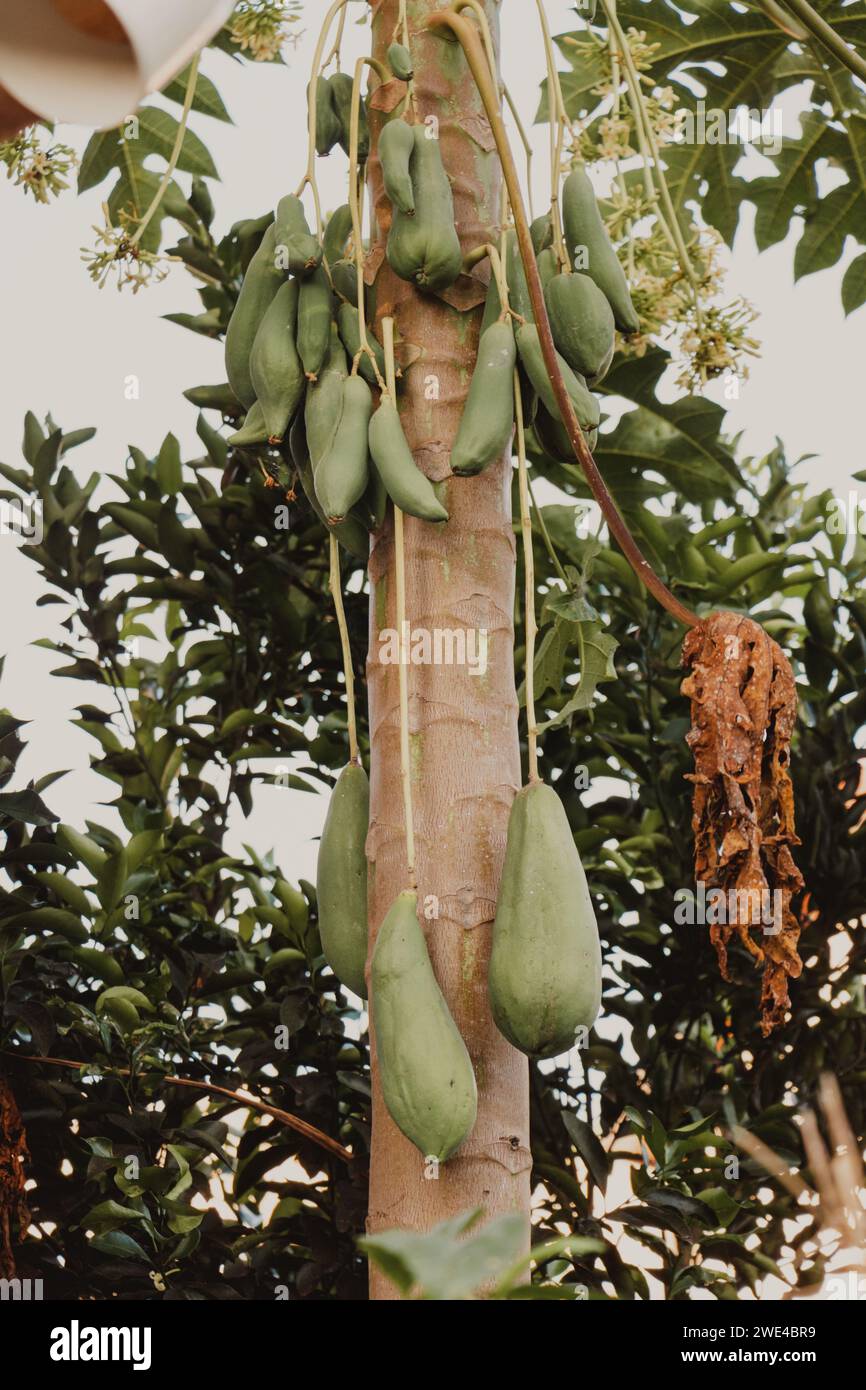 Green papaya leaf hi-res stock photography and images - Alamy