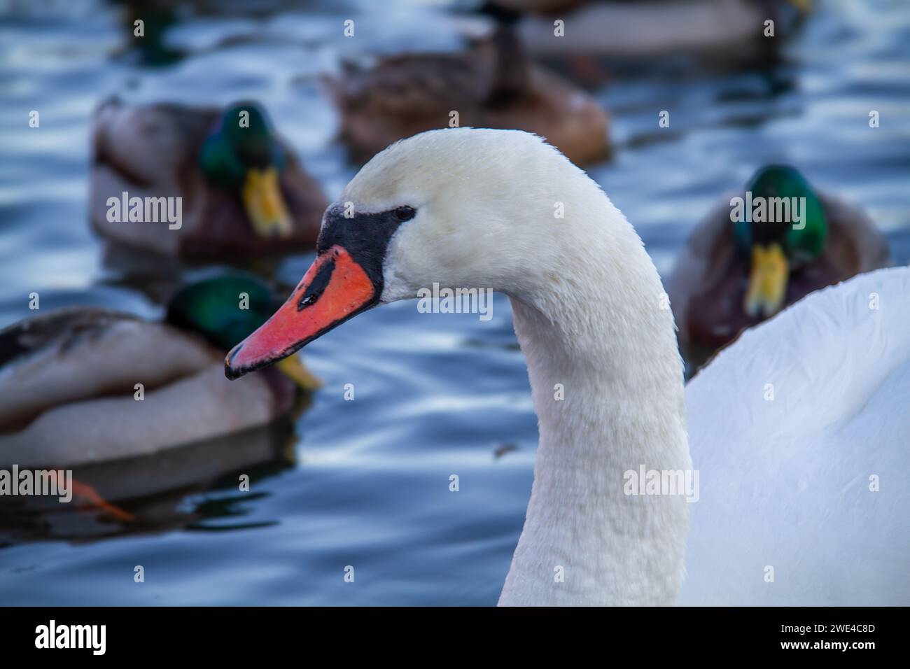 Swan nose hi-res stock photography and images - Alamy
