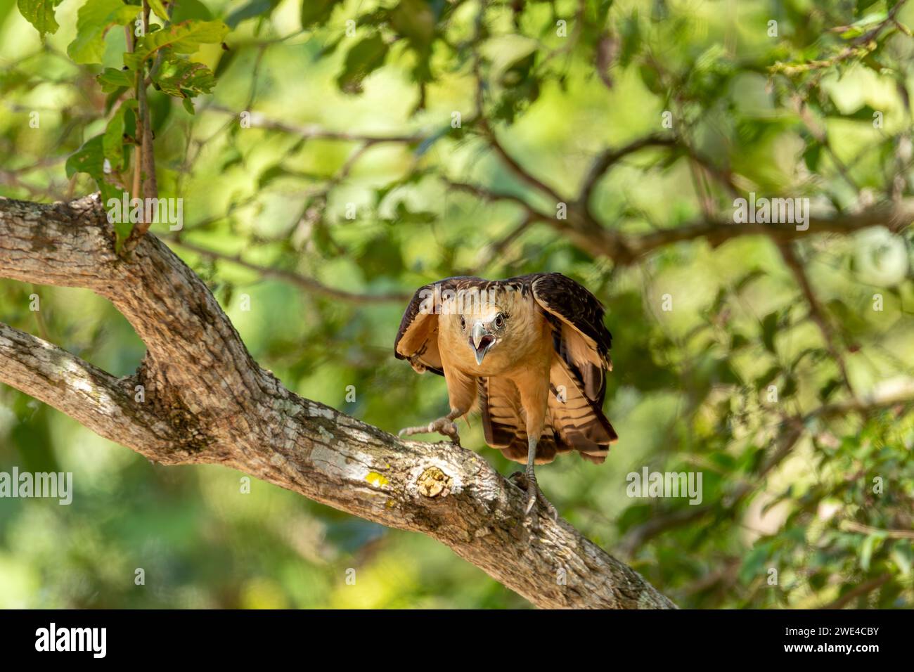 Yellow-headed caracara (Milvago chimachima) is a bird of prey in the ...