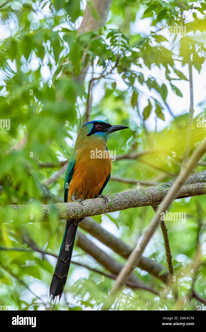 Amazonian motmot (Momotus momota) is a colorful near-passerine bird in ...