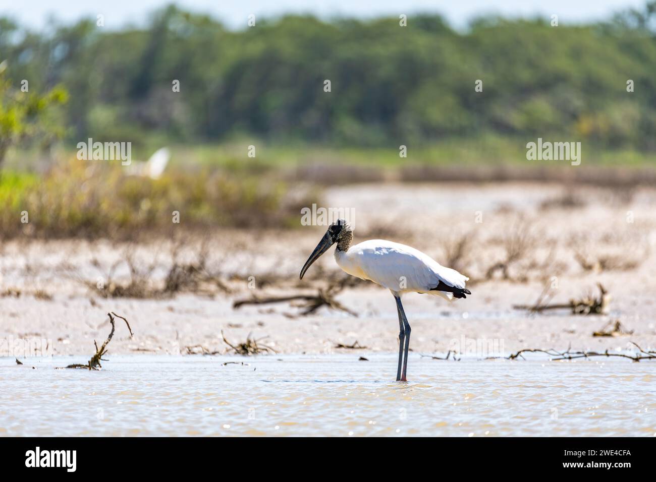 Wood stork (Mycteria americana), large American wading bird in the ...