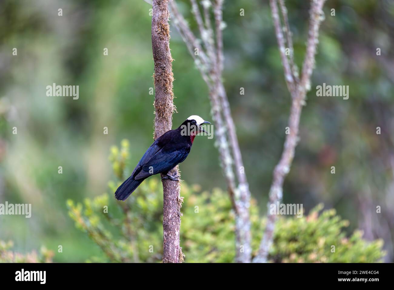 White-capped tanager (Sericossypha albocristata), genus Sericossypha ...