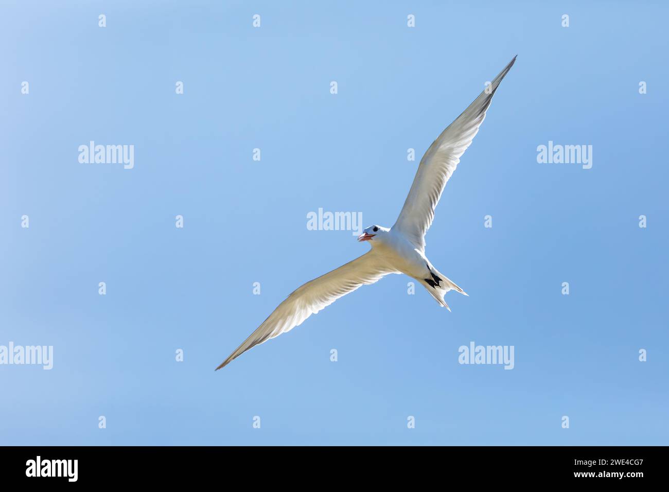 Royal tern (Thalasseus maximus), bird in the family Laridae. Santuario ...